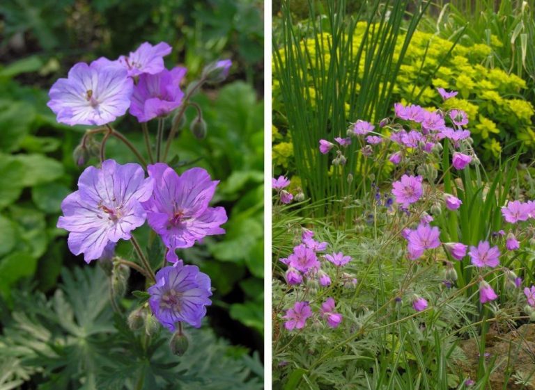 Garden And Wild Geraniums: Types, Photos