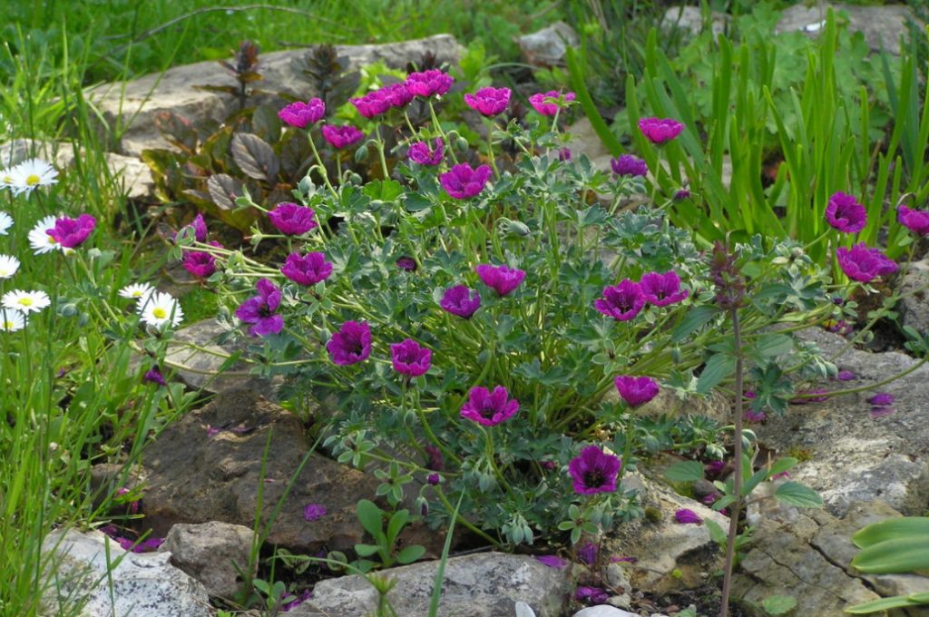 Garden And Wild Geraniums: Types, Photos