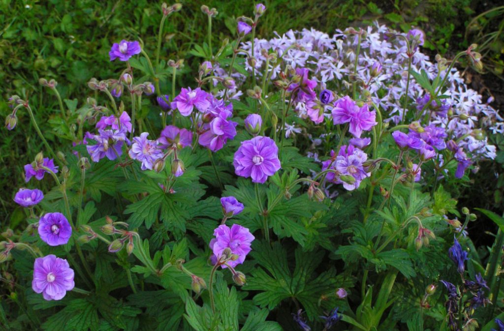 Garden And Wild Geraniums: Types, Photos
