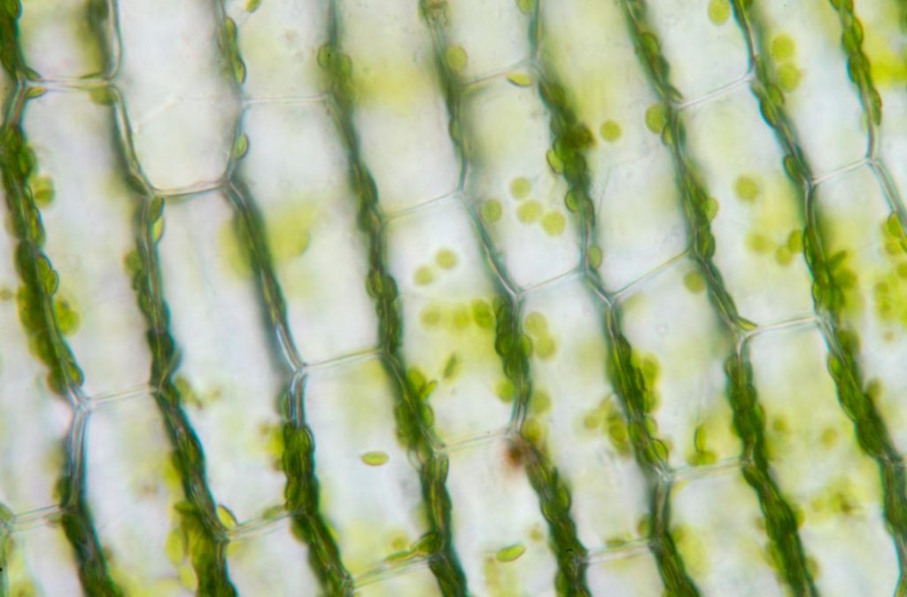 Humates: What Are Their Benefits And How Do They Work