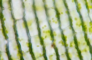 Humates: What Are Their Benefits And How Do They Work