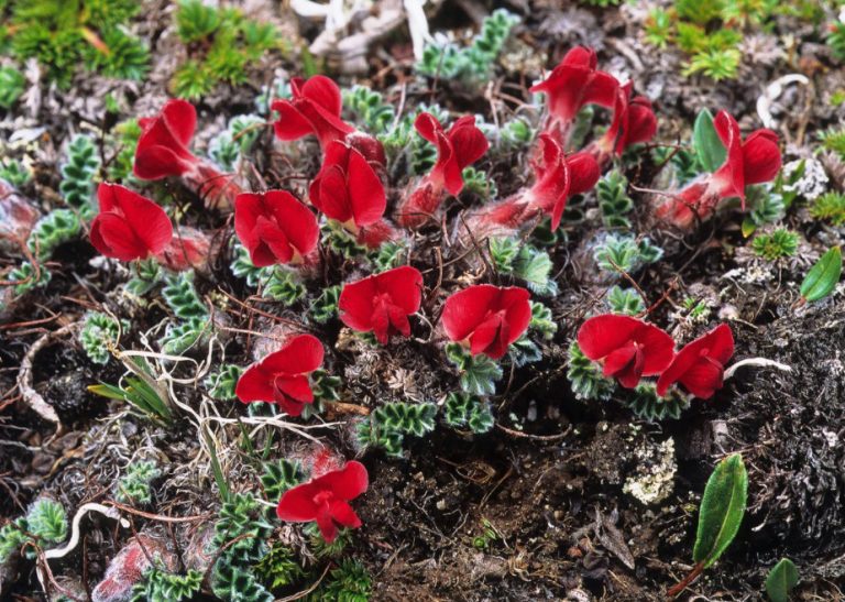 Life On High: The Flora Of Tibet