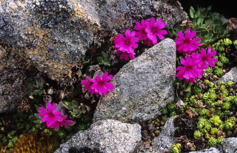 Life On High: The Flora Of Tibet