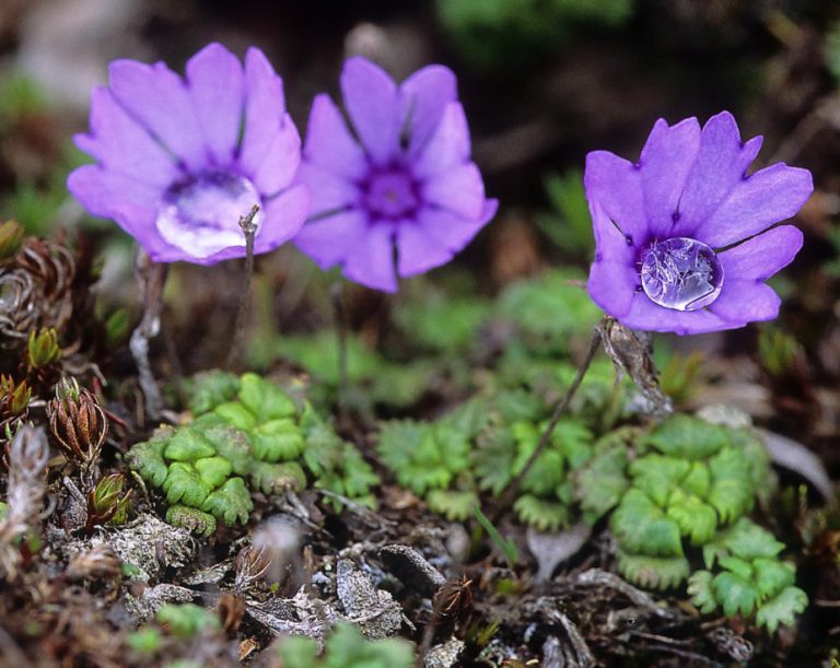 Life On High: The Flora Of Tibet