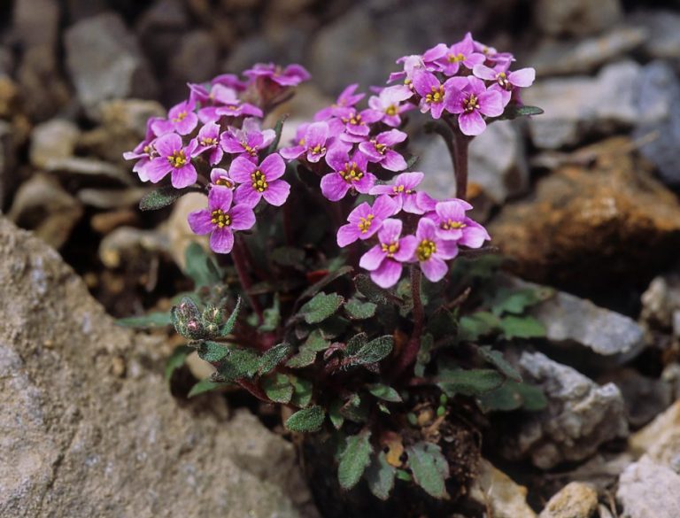 Life On High: The Flora Of Tibet