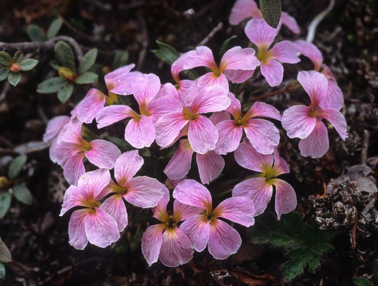 Life On High: The Flora Of Tibet
