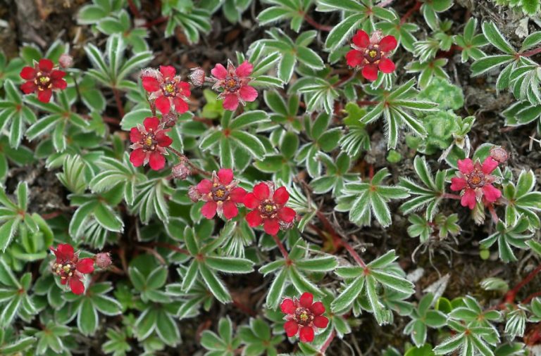 Life On High: The Flora Of Tibet