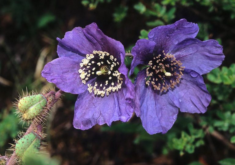Life On High: The Flora Of Tibet