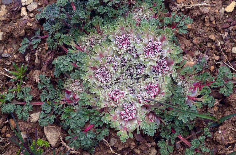 Life On High: The Flora Of Tibet