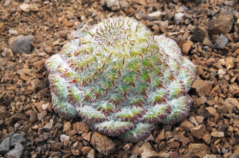 Life On High: The Flora Of Tibet