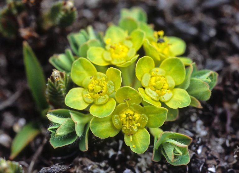 Life On High: The Flora Of Tibet