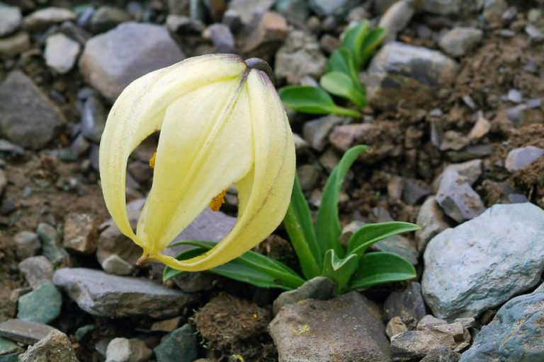Life On High: The Flora Of Tibet