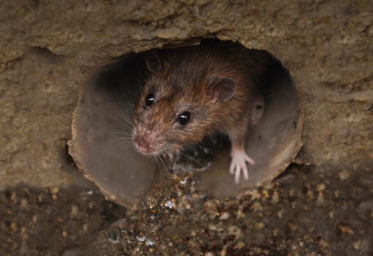 Rodent Problems In The Country - Best Landscape Ideas