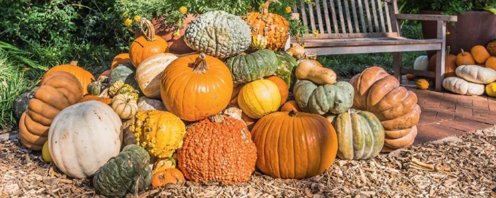 The Most Delicious And Beautiful New Varieties Of Pumpkin
