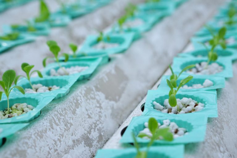 What Is Perlite And How To Use It Correctly In Gardening