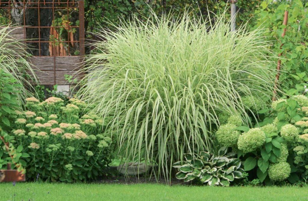 What To Plant Around The Perimeter Of The Plot Depending On Its Size