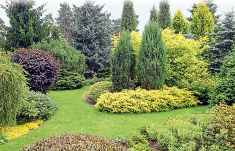 What To Plant Around The Perimeter Of The Plot Depending On Its Size