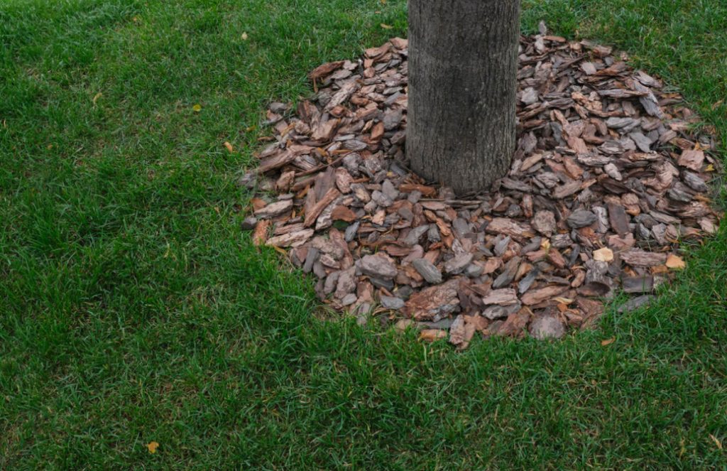 Apple Tree Trunk Circle: Design Options