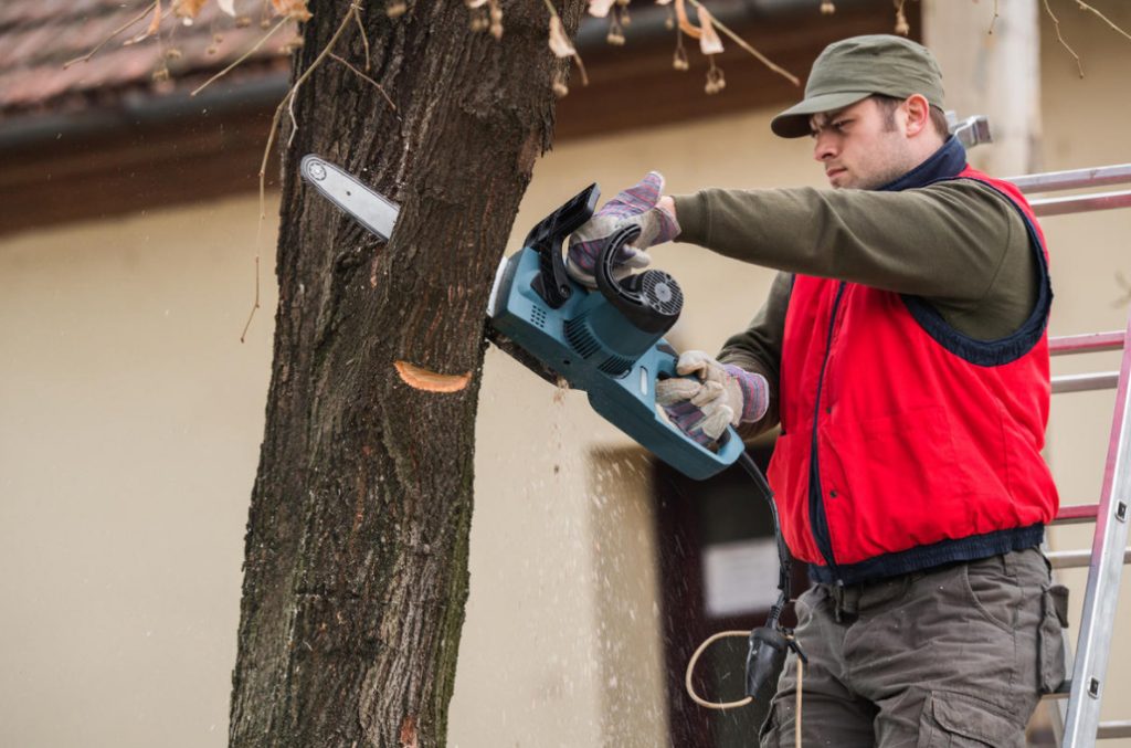 How To Safely And Correctly Cut Down a Tree With a Chainsaw