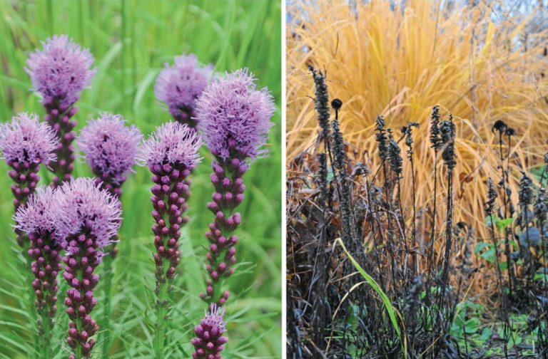 Liatris: Planting, Care, Breeding. Flower Garden Ideas
