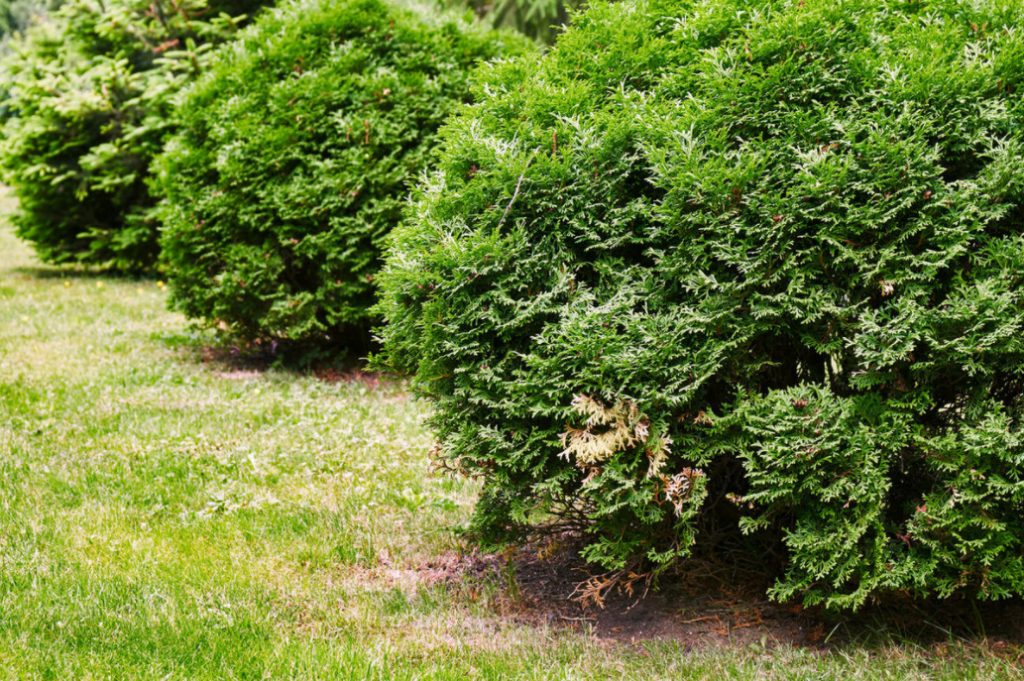Hedges Of Spruce, Thuja And Deciduous Shrubs (Part 2)