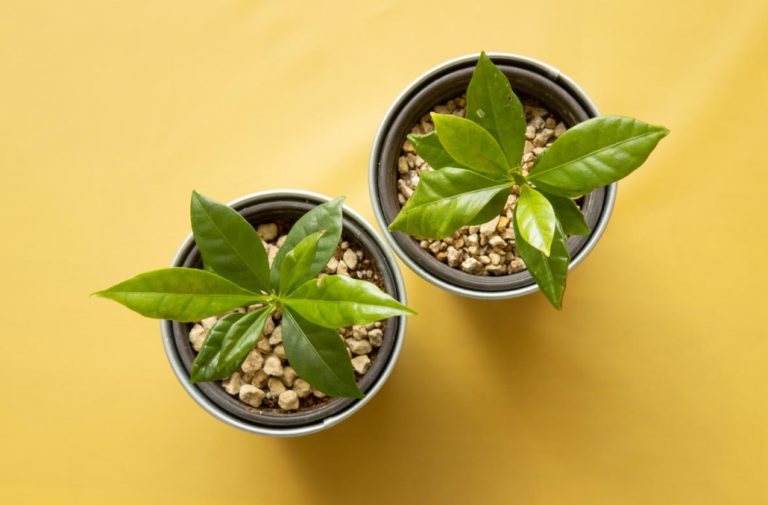 How To Grow a Coffee Tree At Home?