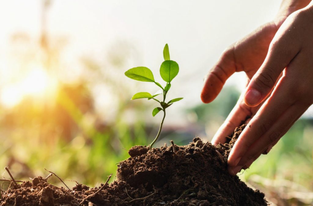 Sapropel: What Is It And How To Use It