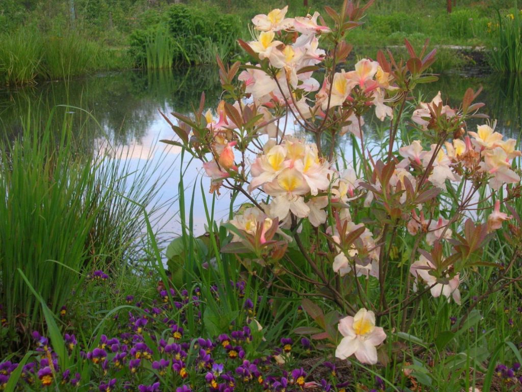 Natural Pond In The Country: Troubles And Joys (Part 2) - Best ...