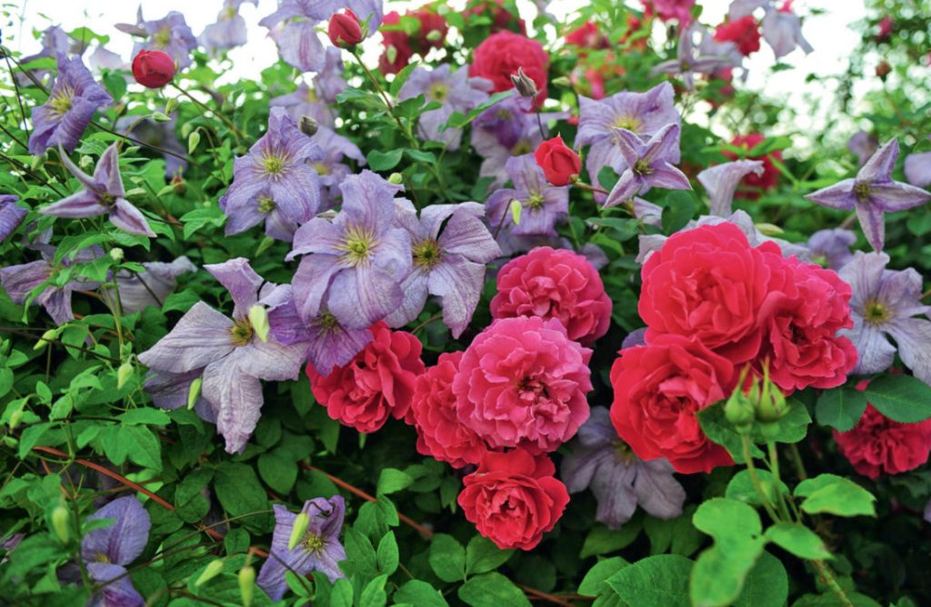 Ten Ideas For a Chic Rose Garden