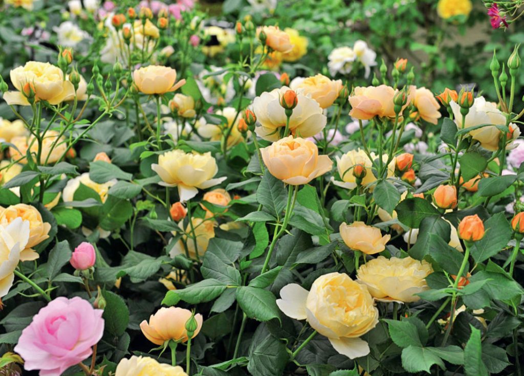 Ten Ideas For a Chic Rose Garden