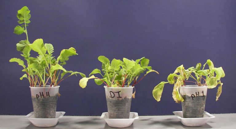 What Is Soil Acidity And How Does It Affect Plants?