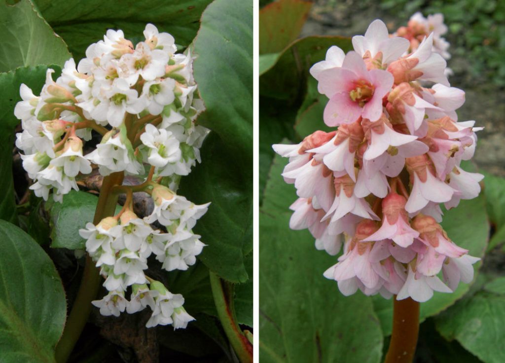 Badan: Care, Propagation, Varieties, Placement In The Garden