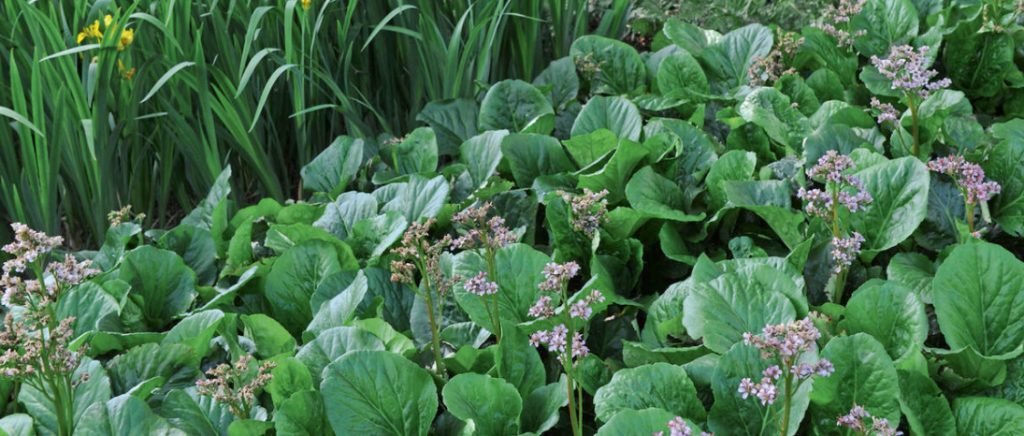 Badan: Care, Propagation, Varieties, Placement In The Garden