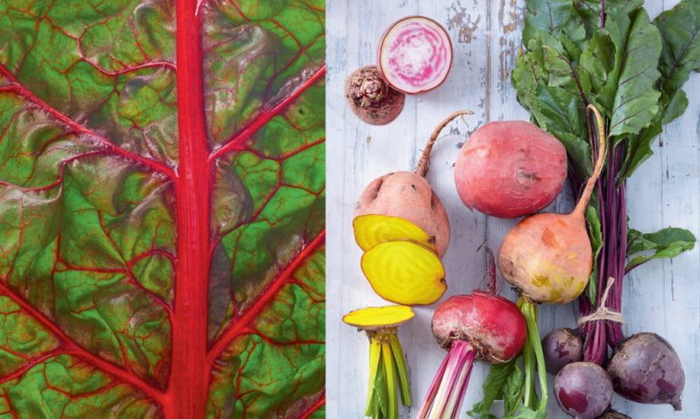 Multi-Colored Root Crop: Yellow, White And Striped Beets