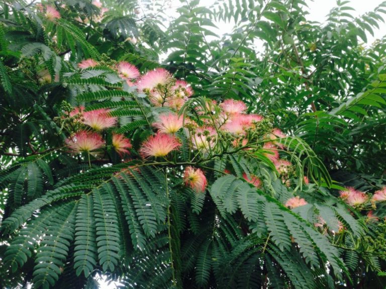 Rare Exotic Trees That Can Grow In The Middle Lane