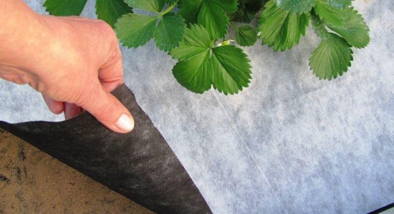 Spunbond: How To Choose And Use It Correctly (Part 2)