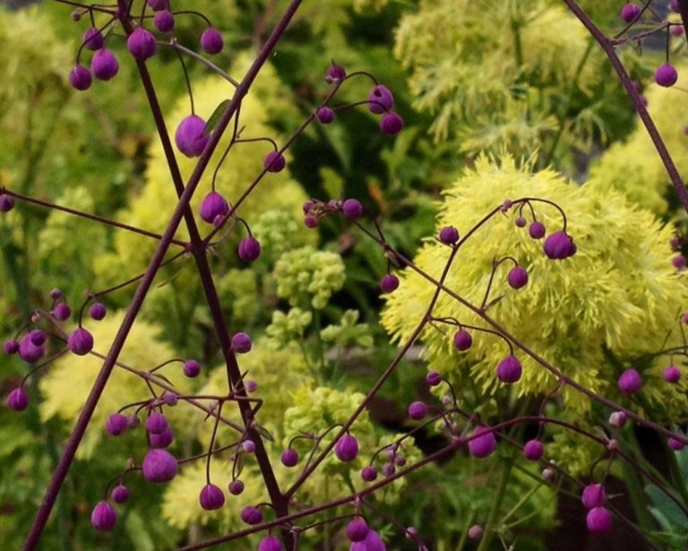 Thalictrum: Species And Varieties, Photos. Accommodation In The Garden ...