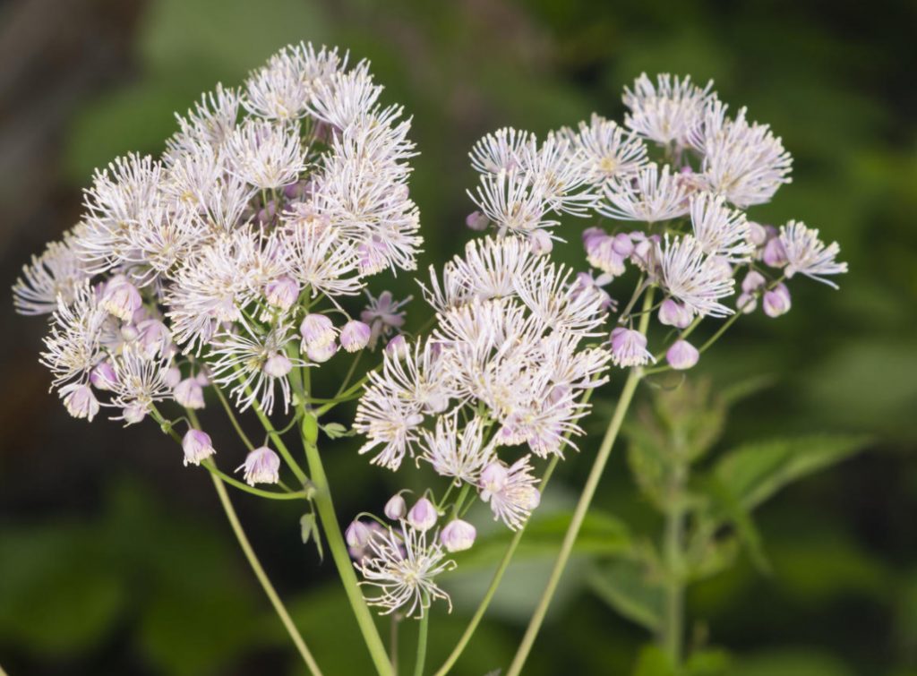 Thalictrum: Species And Varieties, Photos. Accommodation In The Garden ...