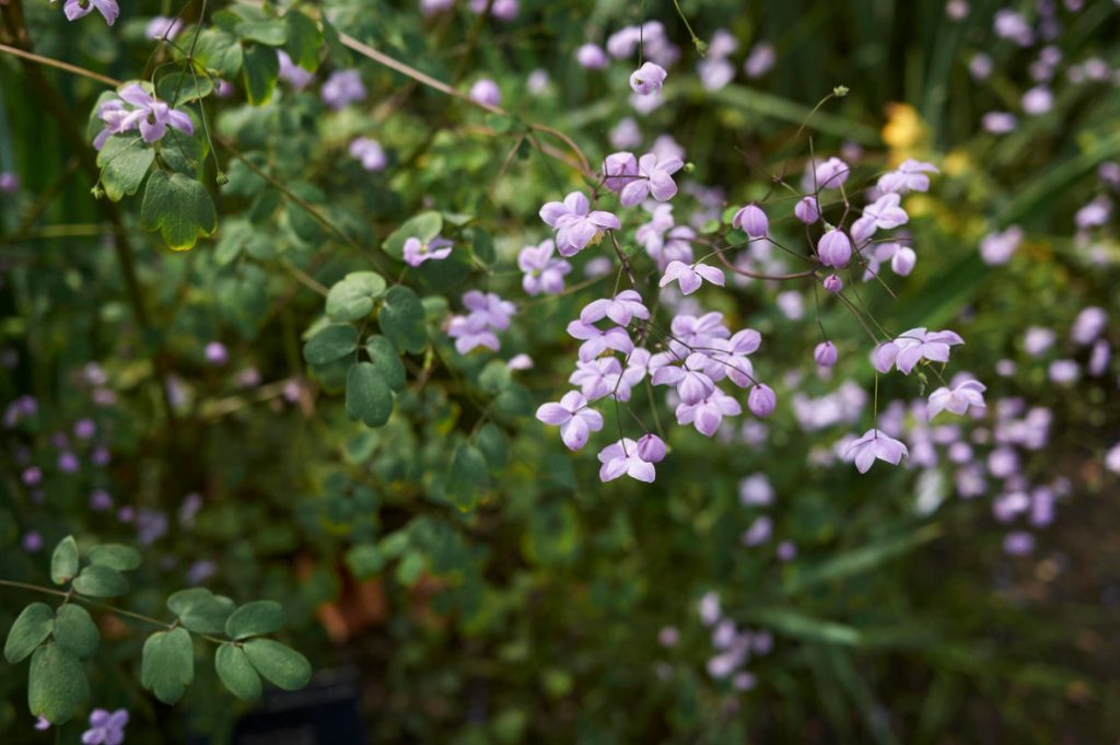 Thalictrum: Species And Varieties, Photos. Accommodation In The Garden ...