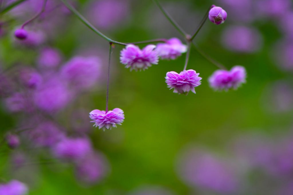 Thalictrum: Species And Varieties, Photos. Accommodation In The Garden ...