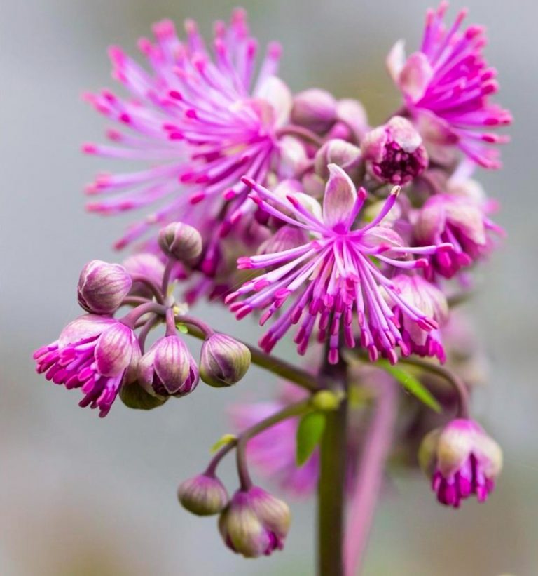 Thalictrum: Species And Varieties, Photos. Accommodation In The Garden ...
