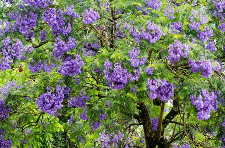 Best Garden Exotic Trees: Names and How to Grow