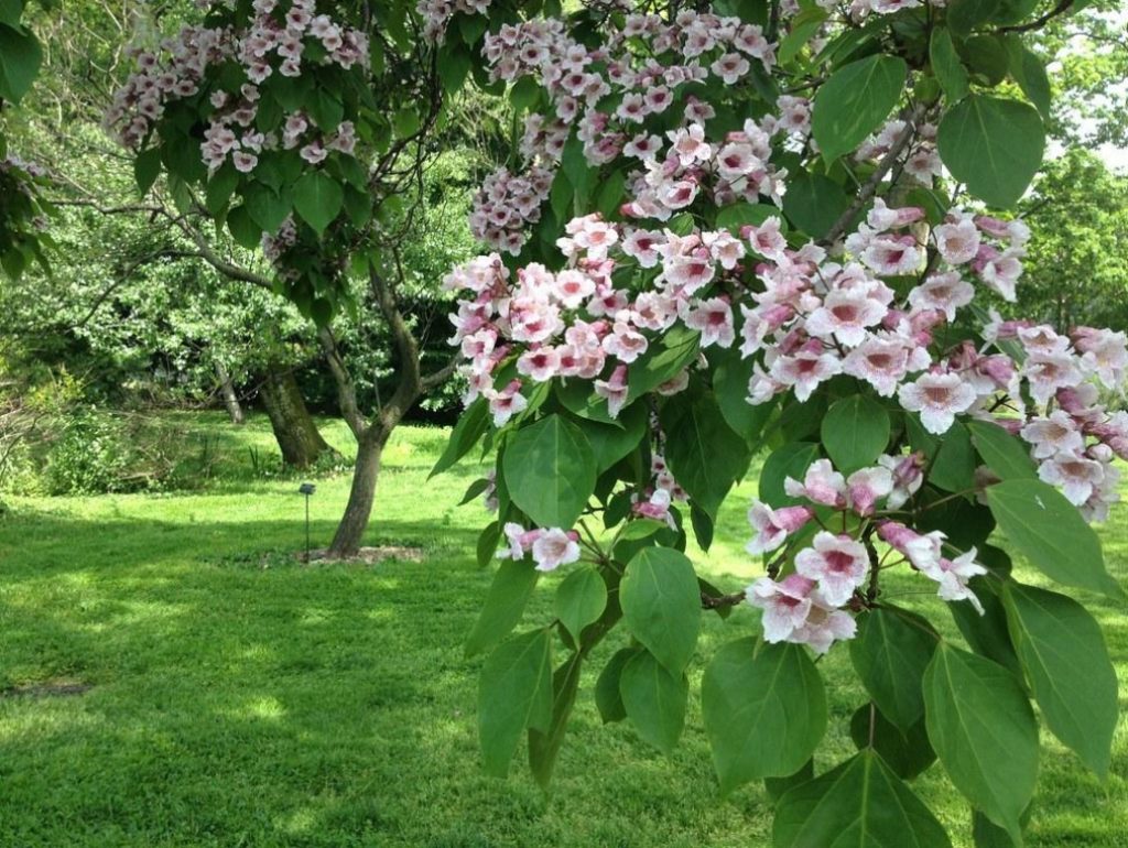 Best Garden Exotic Trees: Names and How to Grow