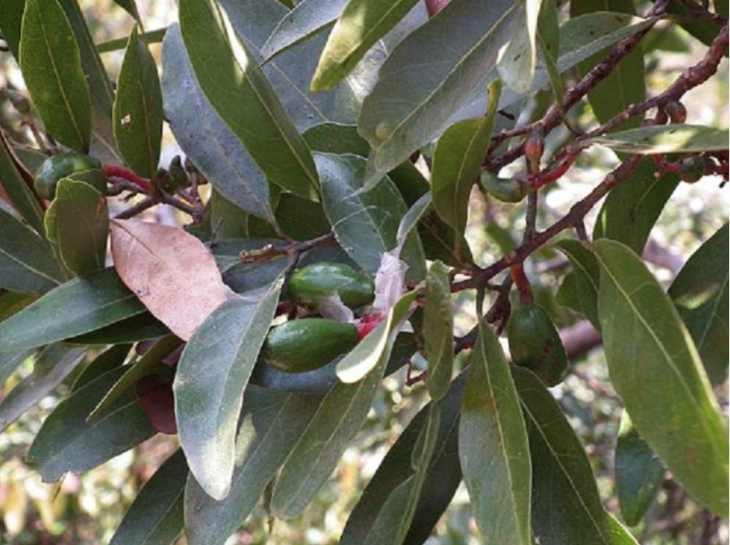 Laurel and its Varieties: Features, Planting, Growing and Care