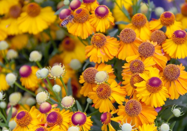 Perennial Helenium: How to Plant and Care for (Part 1) - Best Landscape ...