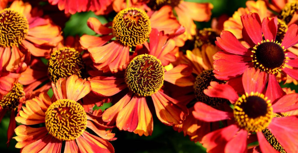 Perennial Helenium: How to Plant and Care for (Part 2)