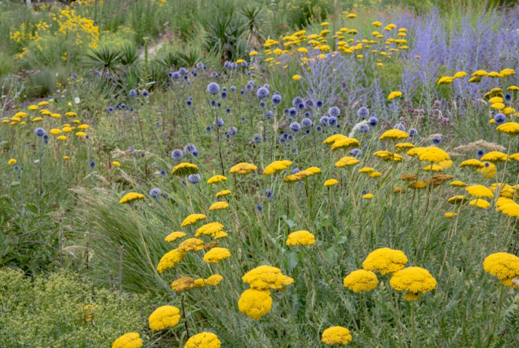 Perennial Helenium: How to Plant and Care for (Part 2)