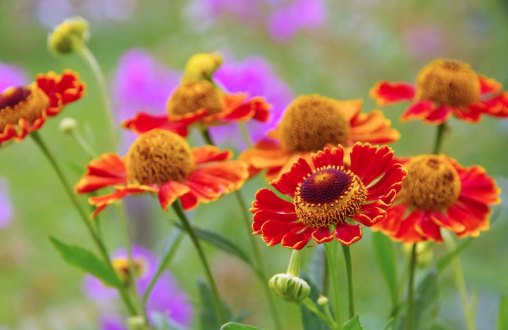 Perennial Helenium: How to Plant and Care for (Part 1)