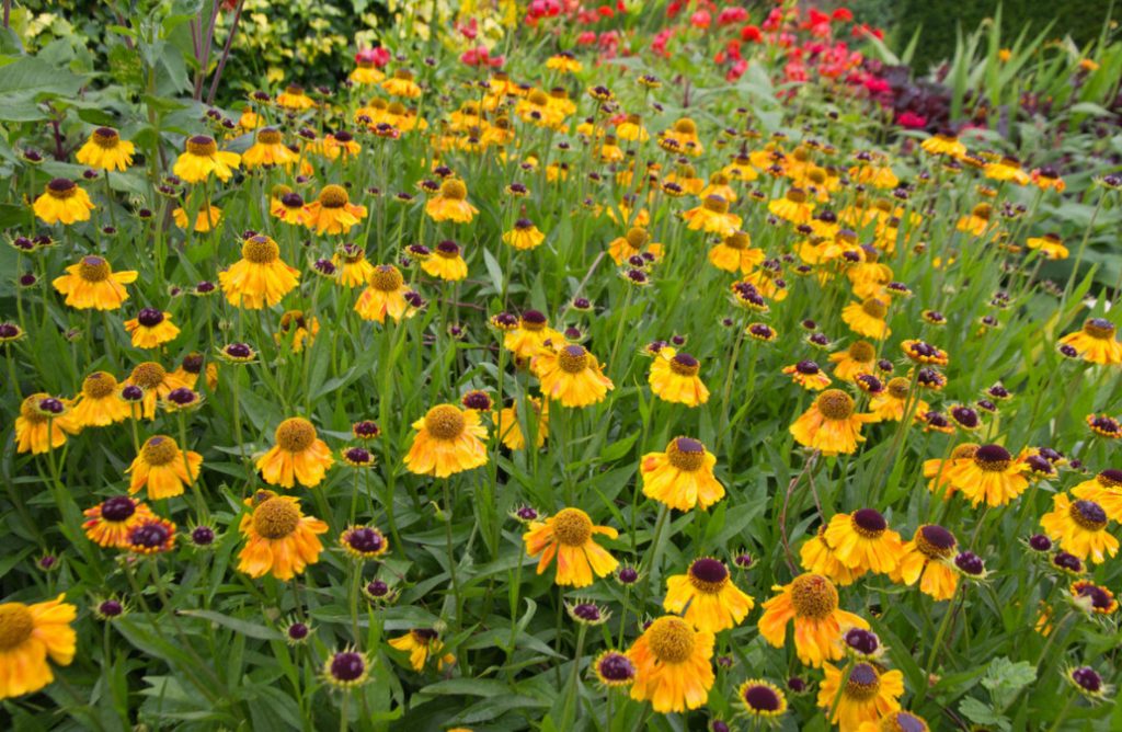 Perennial Helenium: How to Plant and Care for (Part 1)