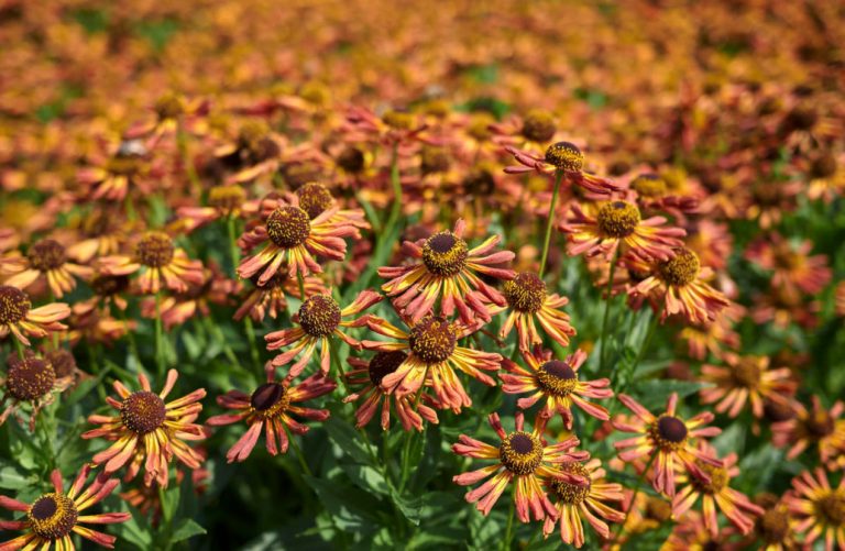 Perennial Helenium: How to Plant and Care for (Part 1)